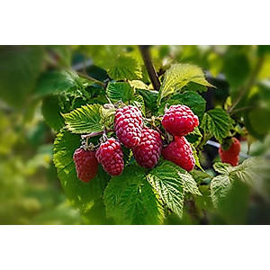 Loganberry Plant Live from 6 to 10 Inc Tall, Berry Fruits Planting Ornaments Perennial Garden Simple to Grow Pots