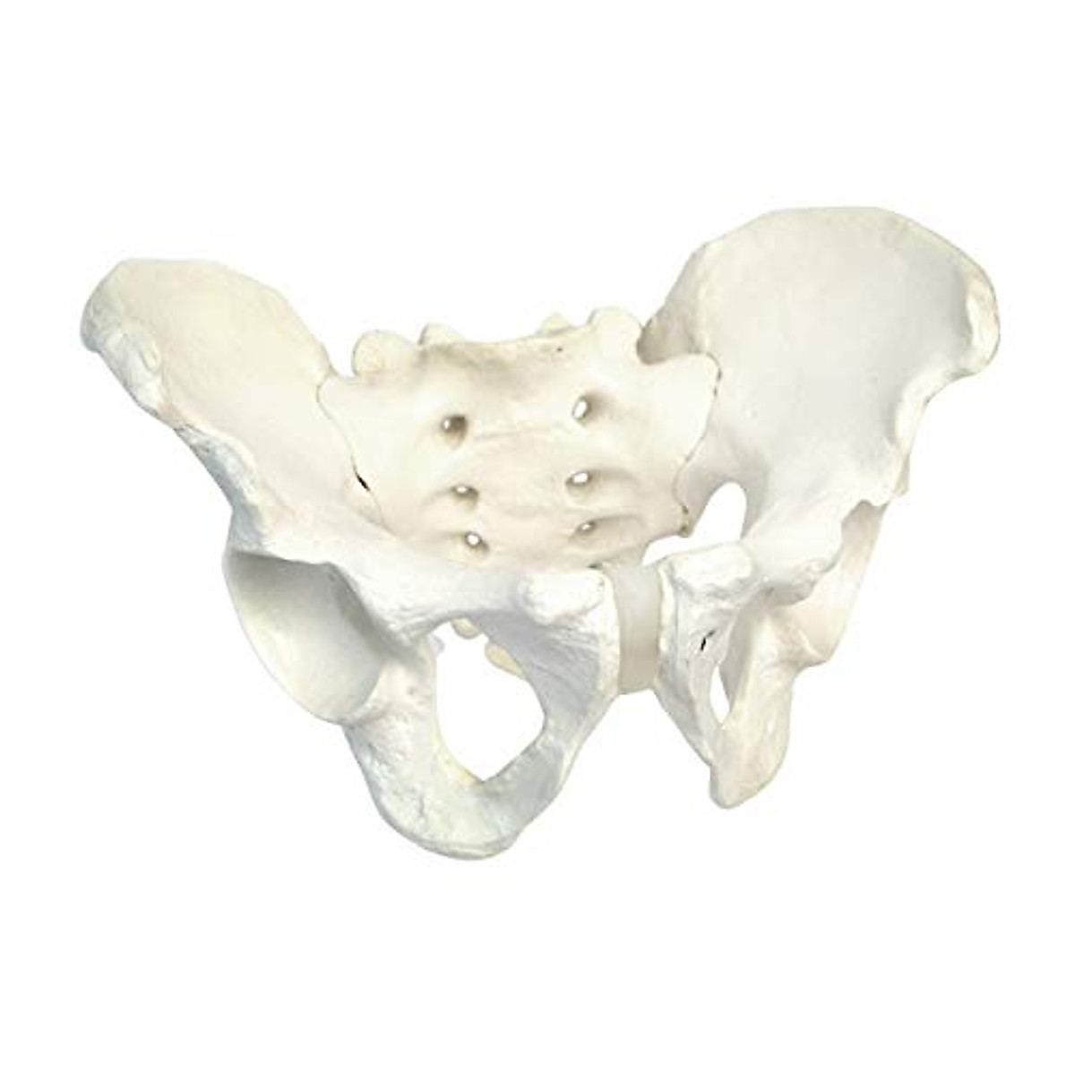Male Pelvic Skeleton Anatomical Model, Medical Quality, Life Sized (11" x 9" x 5" Approx.)