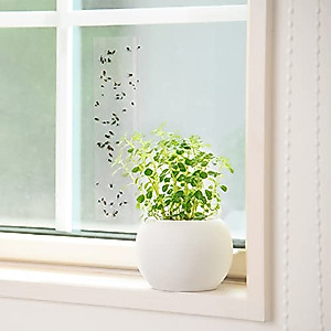 BLACK+DECKER Fruit Fly Trap- Fly Trap- Gnat Trap- Gnat Killer Indoor- Fly Strips- Sticky Fly Paper Strips for Flies, Gnats, Moths, Mosquitoes & Other Insects- Pre-Baited (Pack of 16)