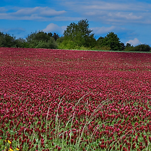 Outsidepride Crimson Clover Seeds - 10 lbs. Annual, Nitrocoated, & Inoculated Ground Cover Seeds, Ideal Clover Seed for Lawn, Cover Crop, Pasture, Hay, Green Manure & Wildlife Forage