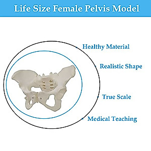 Female Pelvis Model, Life Size Female Pelvic Skeleton Mode, Female Anatomy Model for Science Education, Hip Bone Pelvic Model Female Anatomical Model