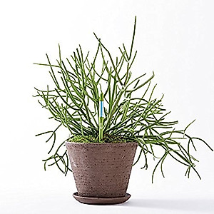 Sustee Aquameter (Small Green Refillable - Bundle of 2) - House Plant Soil Moisture Meter, Humidity Sensor Probe, Water Level Indicator - Best for Indoor Potted Plants