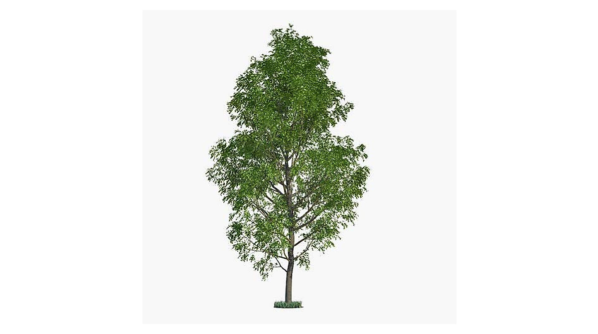 Fast Growing Hybrid Poplar Trees - 10 Cuttings for Quick Privacy & Shade