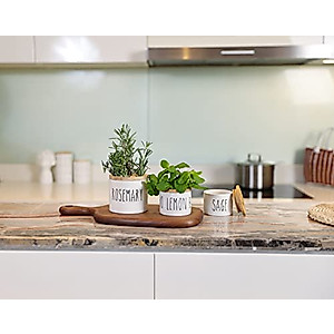 MaisoNovo Regrow Indoor Herb Garden Starter Kit for Kitchen Counter & Windowsill | Herb Garden Kit Indoor for Growing Fresh Herbs from Scraps in Water | Set of 4 Pods