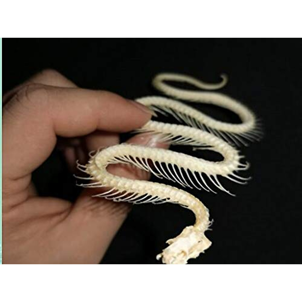Real Snake Skeleton Animal Specimen in Science Classroom Specimens for Science Education