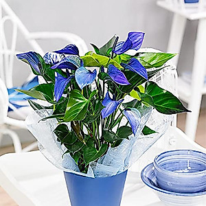 QAUZUY GARDEN 100 Seeds Blue Anthurium-Tailflower Flamingo Laceleaf Flower Seeds Tropical  Exotic Plant Purify Indoor Air Velvet Cardboard Easy to Grow & Maintain