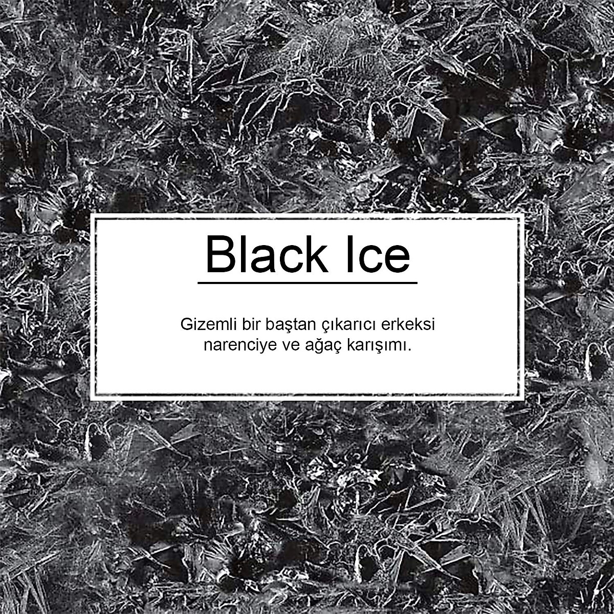 Little-Trees Black Ice Little Tree Air Freshener- 24 Pack