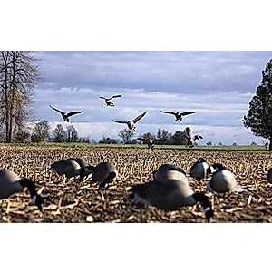 Flambeau Outdoors 8990FBU Storm Front 2 Canada Goose Decoys, Full Body Flocked Heads - 6-Pack