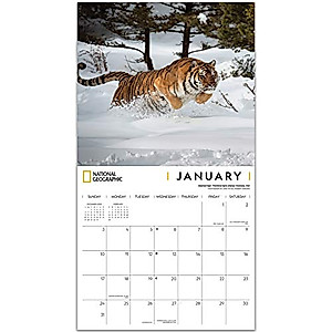 National Geographic Tigers 2021 Wall Calendar