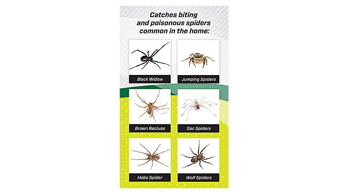 RESCUE! Spider Traps – Catches Brown Recluse, Hobo Spiders, Black ...