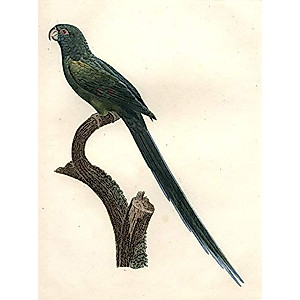 [Perruche sincialo (Ring-necked Parakeet [Psitticula krameri manillensis, female])]