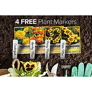 Marigold Seeds for Planting Outdoors (4 Variety Pack) French Marigold Petite Mix, Dainty Marietta, Sparky, and African Marigold Seeds Crackerjack for Pollinators Wildflower Seed by Gardeners Basics