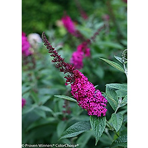 Miss Molly Butterfly Bush (Buddleia) Live Shrub, Deep Pink Flowers, 4.5 in. Quart