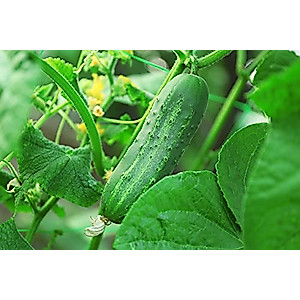 Spacemaster Cucumber Seeds, 100+ Heirloom Seeds Per Packet, (Isla's Garden Seeds), Non GMO Seeds, Botanical Name: Cucumis sativus, 85% Germination Rates