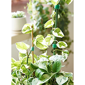 LE TAUCI Plant Ties, Garden Tape for Plant, Reusable Adjustable Thicker Support for Growing, Strong Grip, Tomato Vines Indoor Outdoor, 50 ft x 0.47 Inch, 1 roll, Green