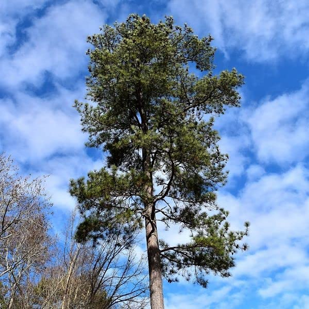 Loblolly Pine Tree | 3 Live Plants | Pinus Taeda | Fast Growing Stately Shade Tree