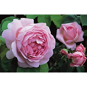 10 Pink Climbing Rose Flower Seeds, Rose Seeds for Planting, Rose Shrub Flower Bush Perennial Ornament Garden