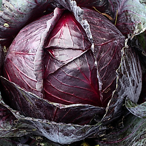 Organic Cabbage Seeds (Red Acre) - Approx 750 Seeds - Certified Organic, Non-GMO, Open Pollinated, Heirloom, USA Origin