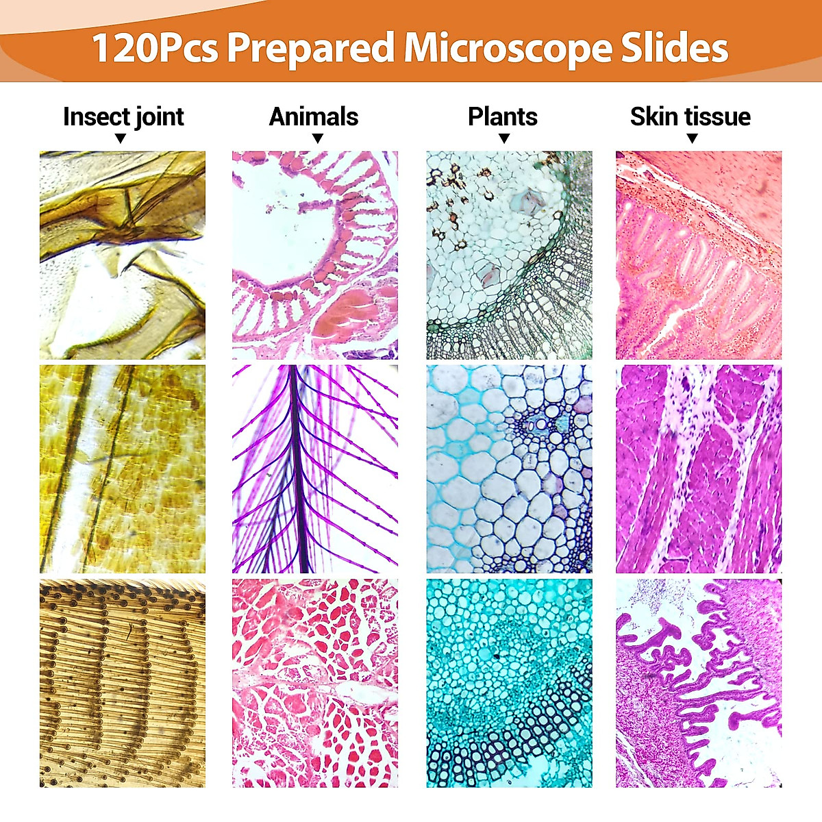 120 Prepared Microscope Slides for Kids & Students, Microscope Glass Slides Set Including Animal & Plant Specimens, Suitable for School and Home Education