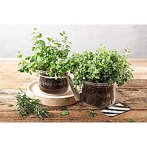 Luigi Bormioli Lock-Eat 17 oz XL Glass Food Jar, 1 Piece, Clear