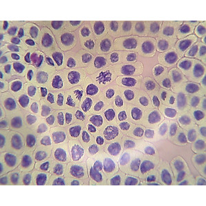 ALDON Innovating Science DNA/Chromosome Staining Lab Activity