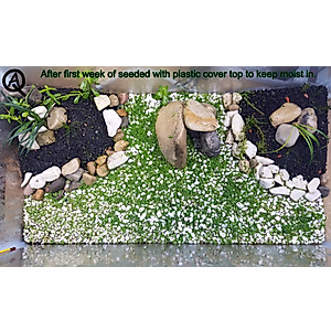 Fresh Water Aquarium Live Plants Foreground Seeds or Carpeting in Planted Fish Tank. Safe for Shrimps, Betta, Goldfish, and Guppies.