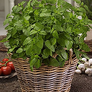 Outsidepride Perennial Melissa Officinalis Lemon Balm Culinary, Aromatic Herb Garden Plants - 5000 Seeds