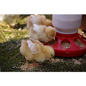 Country Heritage Medicated Baby Chick Food Starter Grower Crumbled Feed 5 Pounds