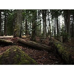 Olympus E-PL5 Mirrorless Digital Camera with 14-42mm Lens (Black)