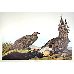Cock of the Plains. From"The Birds of America" (Amsterdam Edition)