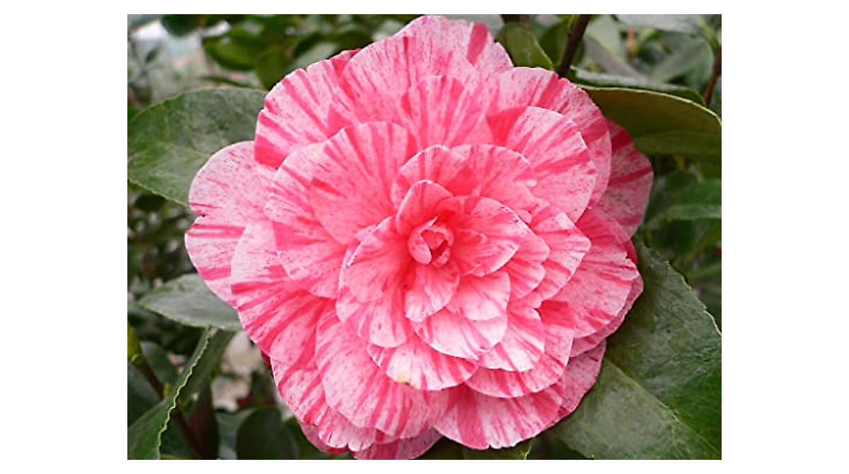 Variegated Camellia Japonica - Rose Pink Garden Plant
