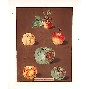 [Apples] Pomme d'Api; Carpendu de Blanch; Carpendu de Rouge; Nonsuch Apple Royal; Nonsuch Summer; Margill