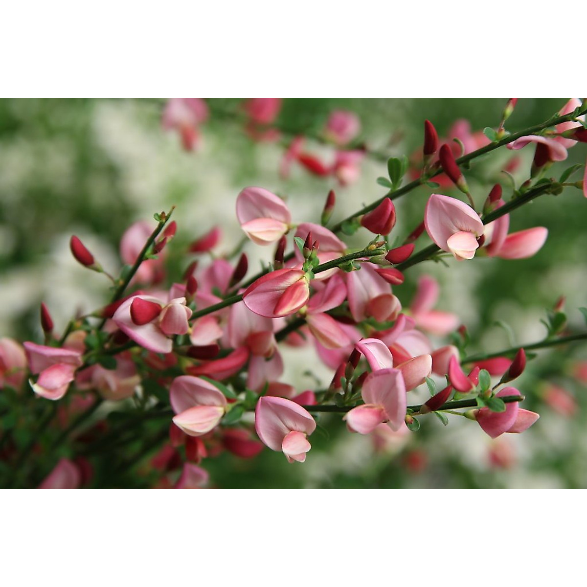 Sister Rosie® Scotch Broom - 4" Pot - Cytisus - Proven Winners