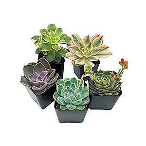 Live Succulent Plants (5 Pack), 2" Live Succulents Fully Rooted in Grower Pots, Succulent Plants Live, by The Succulent Cult