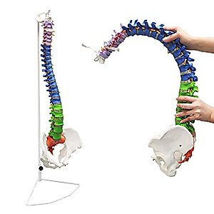 Ultrassist Life Size Human Spine Model, 34" Flexible Spinal Cord with Hyoid Bone, Herniated disk, Nerves, Arteries and Colored Vertebrae, Ideal Educational Model for Medical Students and Chiropractors