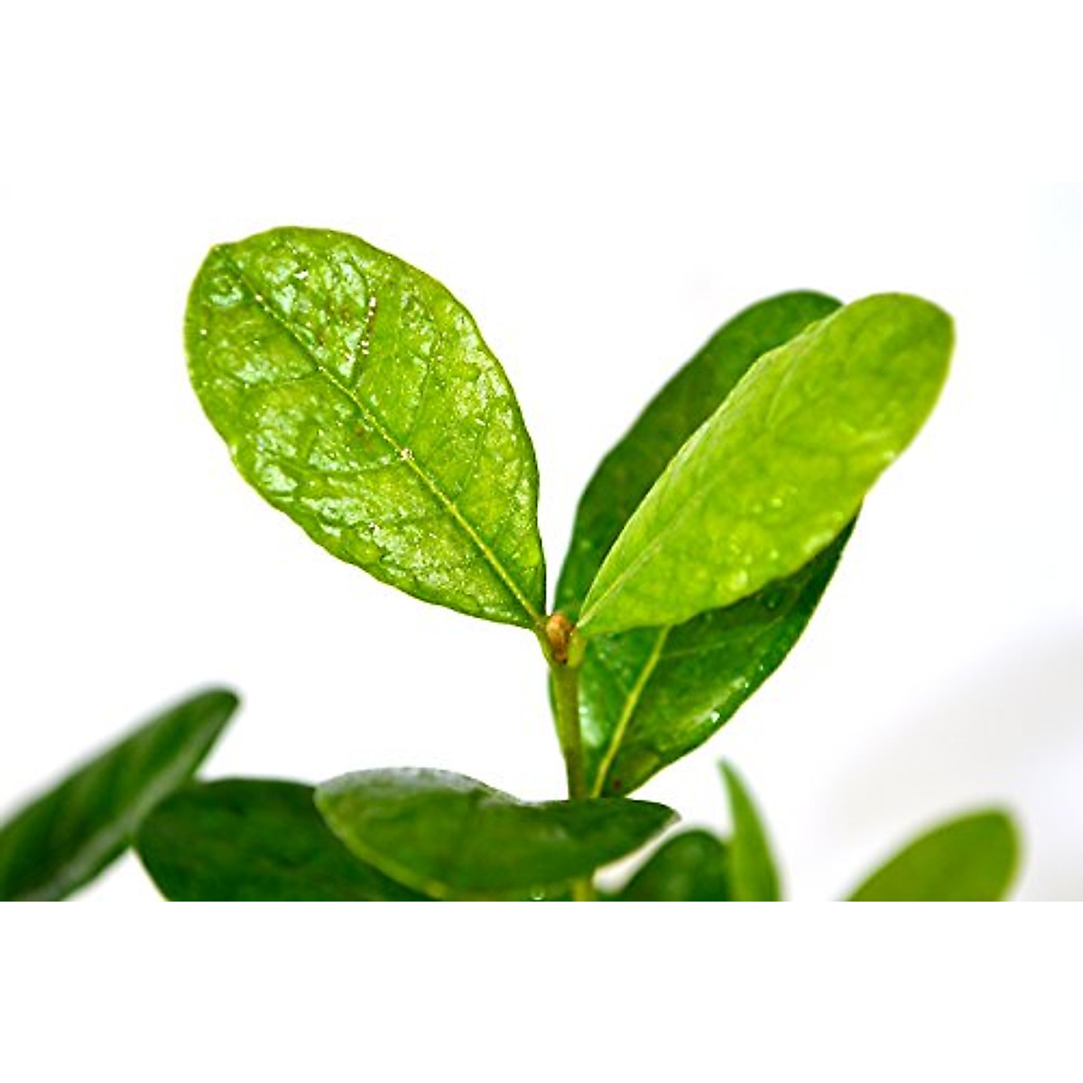 9GreenBox - Pineapple Guava - 2 Pack