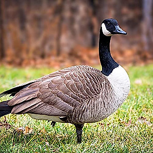 Haydel's Game Calls Inc. H-81 AMZ Canada Honker