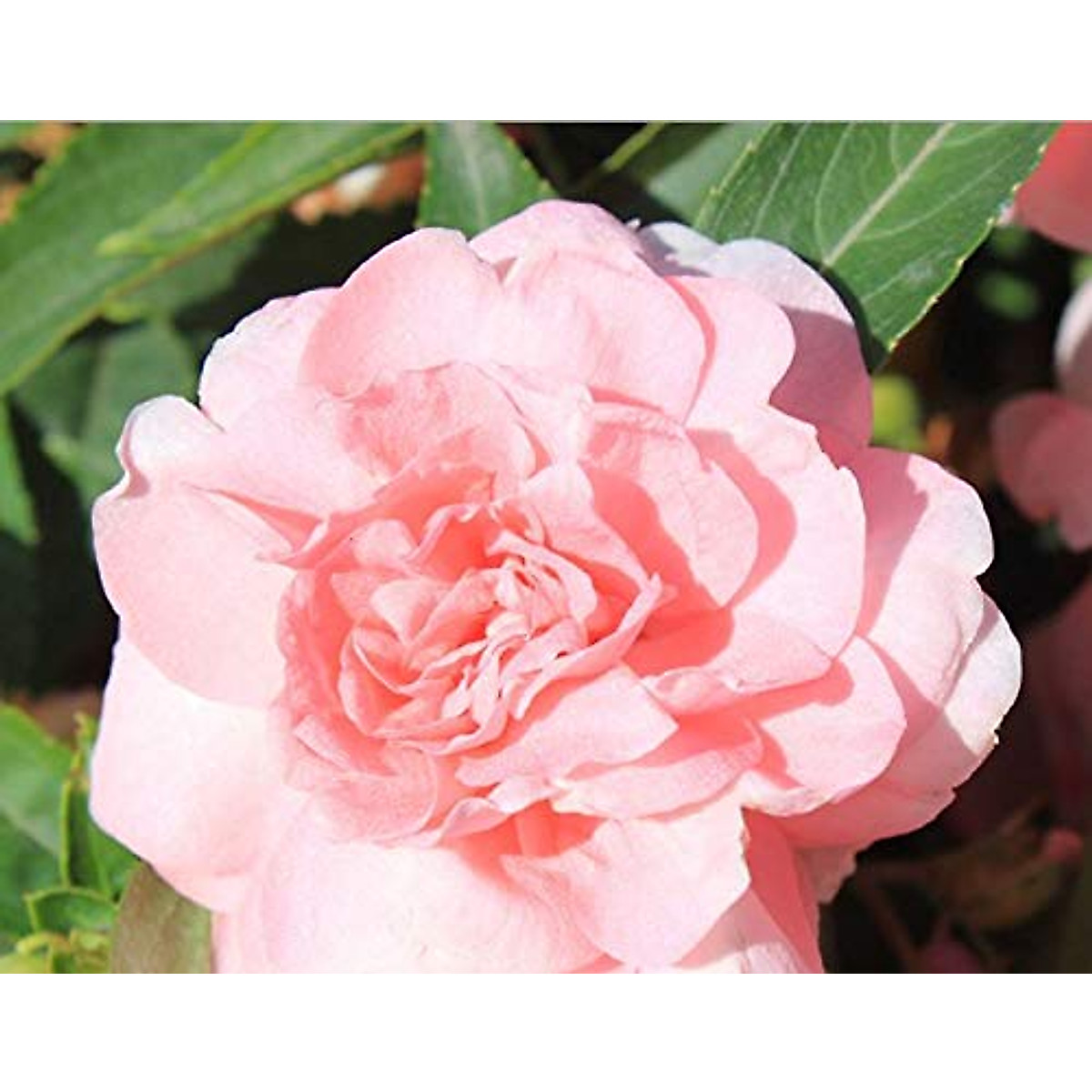 100+ Mixed Impatiens Balsamina Balsam Camelia Impatiens Seeds Double Flower Touch Me Not