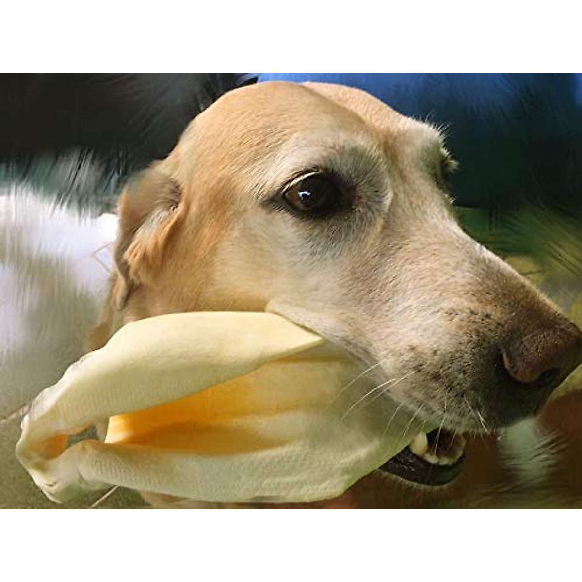 Brazilian Pet 100% Natural - Over 6 inches- Real Cow Ears (50 Pack) Prime Dog Chews, Free Range Grass Fed Cattle