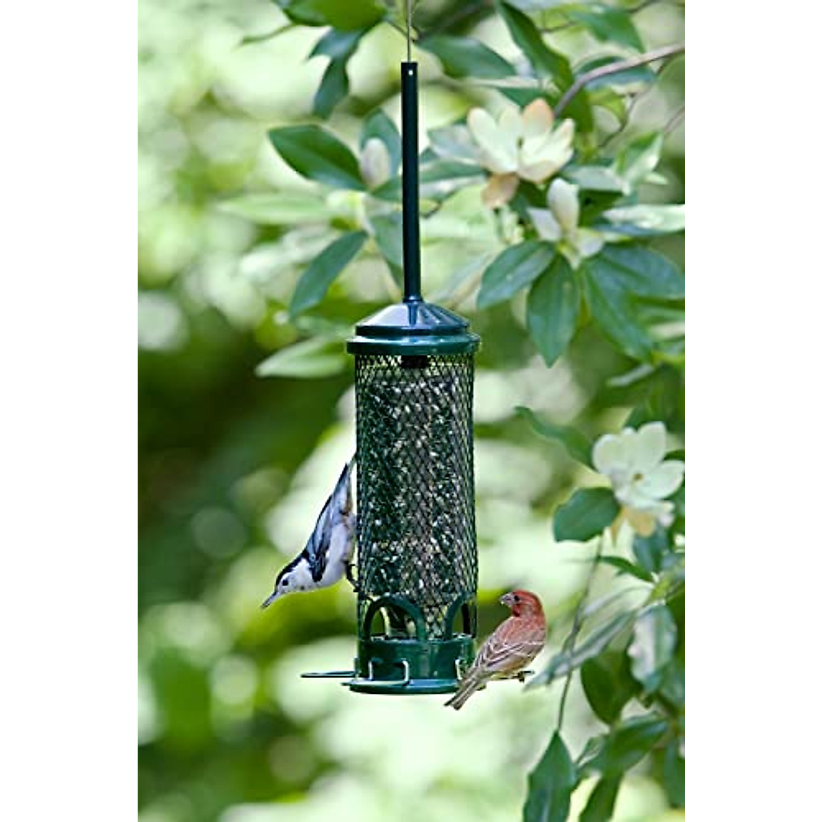 Squirrel Buster Mini Squirrel-proof Bird Feeder w/4 Metal Perches, 1.3lbs Seed Capacity, garden green