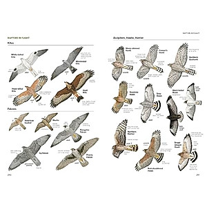 National Geographic Field Guide to the Birds of North America, 7th Edition