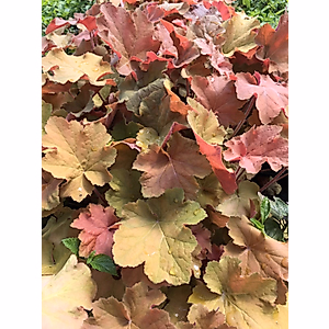 5 Caramel Heuchera/Coral Bells in 4 Inch Pots- Great for Fall Planting!