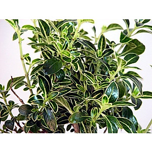 Japanese Serissa Bonsai Tree 4" Pot - Exposed Roots