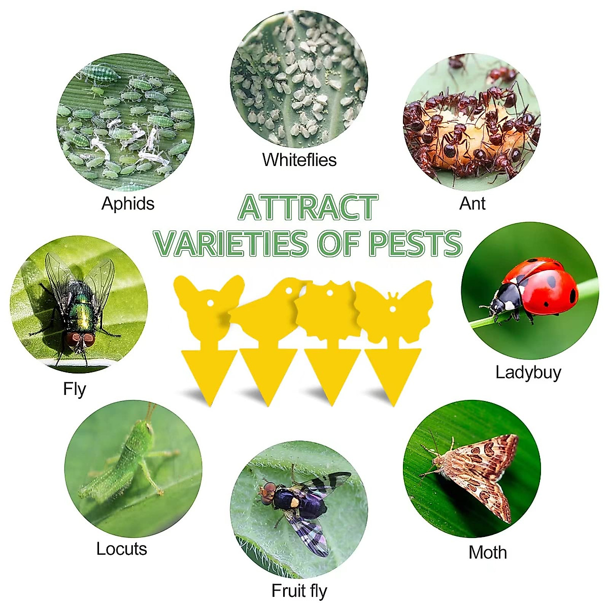 XNFUD Yellow Sticky Traps Gnat Traps-48 Pcs Insect Killer for Fruit Fly,Gnat,Mosquito and Bugs, Indoor or Outdoor Use,Insert or Hang,Extremely Sticky Fly Trap, Non-Toxic,Odorless,4 Shapes