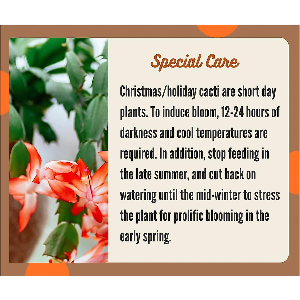 2" Peach Color Christmas Cactus Live Plant. (Peach)