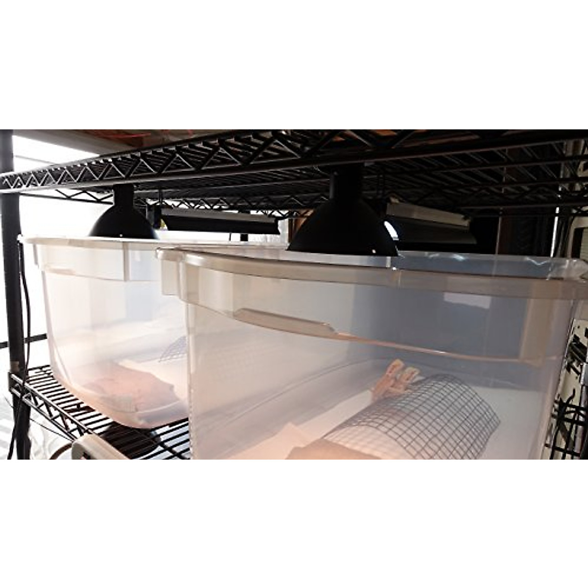 Carolina Custom Cages Reptile GU10 Halogen Dome Fixture with 54" AC Cord and Switch