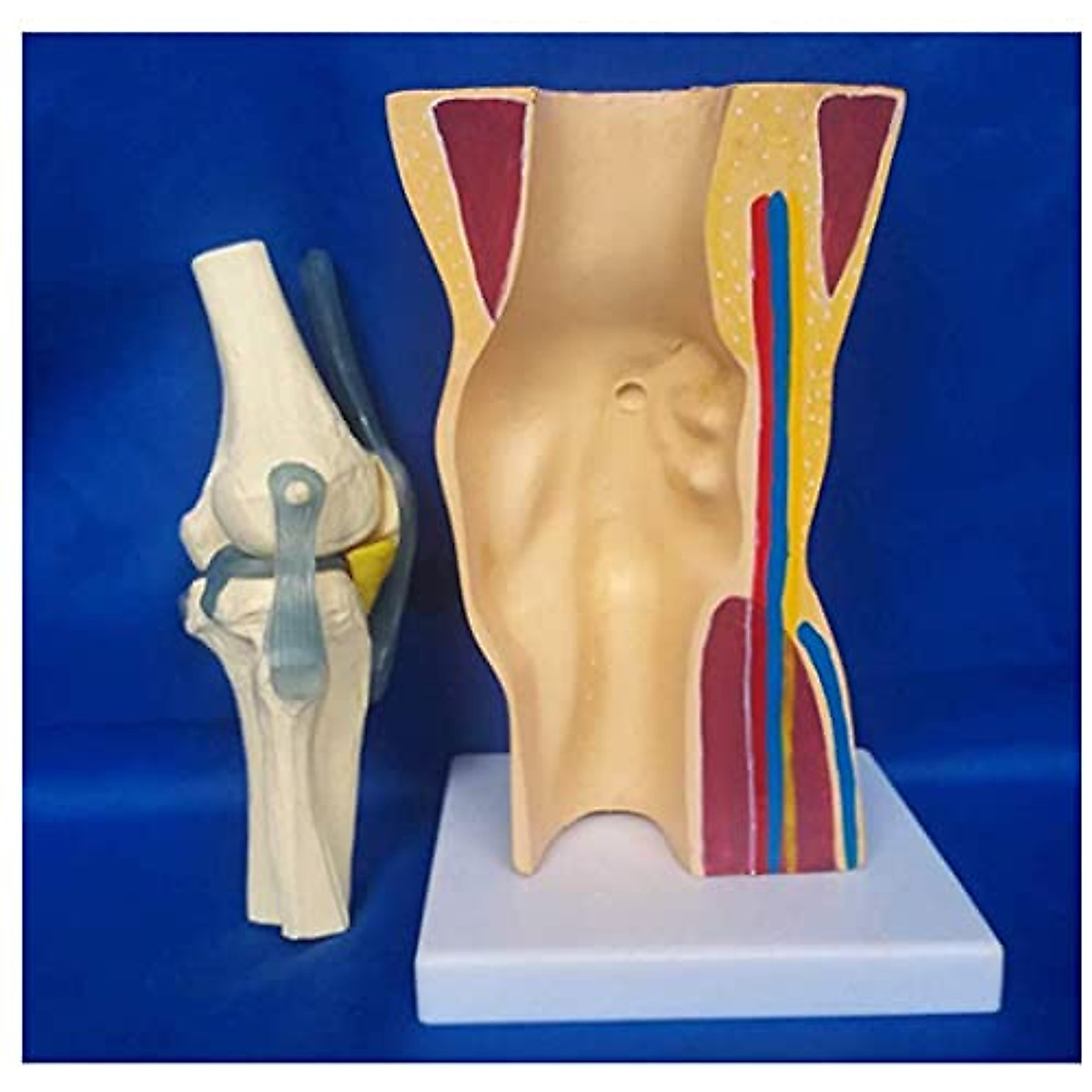 Anatomy Model Anatomical Human Knee Joint, Skin Bone Skeleton Model, Knee Joint Ligaments Skeleton Muscle Anatomy Model, Medical Educational Aid