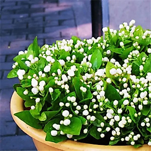 100+ Climbing Jasmine Flower Seeds Fragrant Plant for Planting Garden Home Four Seasons Evergreen Silver Jasmine Garden Balcony Climbing Flower Non-GMO