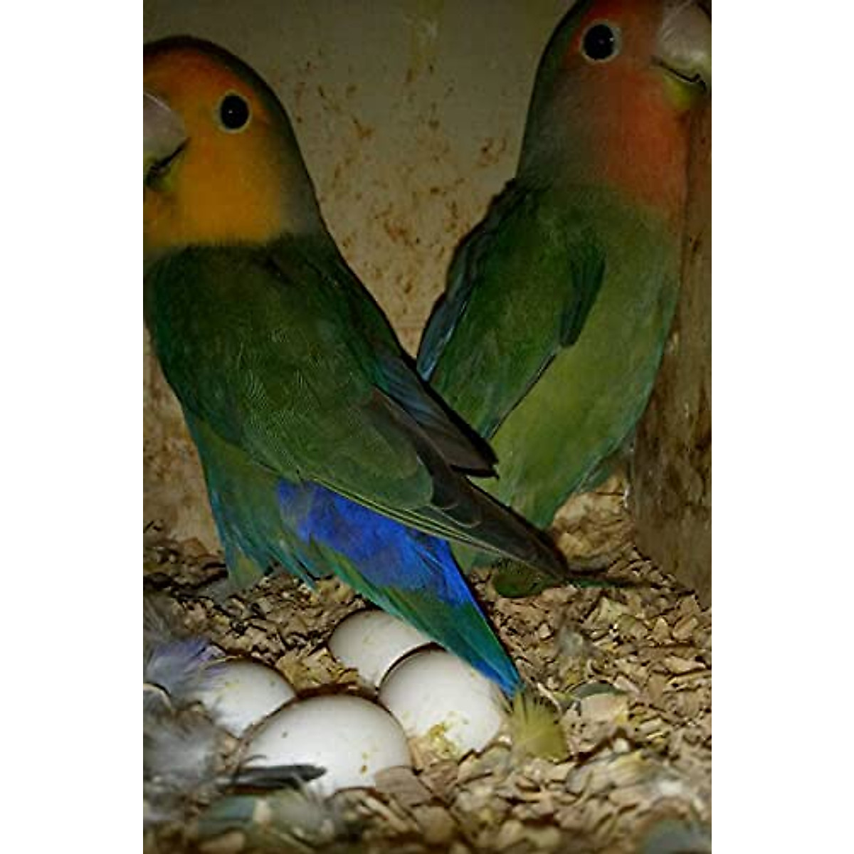 WOLEDOE 8Pcs Fake Bird Eggs, Stop Egg Laying fit Cockatiels, Green Cheeks, Lovebird, Ringneck Dove, Lorikeet, Bourke Parakeet, Quaker Parrots