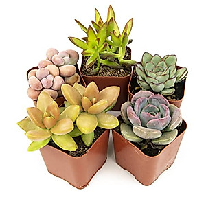 Altman Plants, Live Succulents Plants Live Houseplants (5PK), Succulent Plants Live Indoor Plants, Live Plants Indoor Live House Plants, Succulent Plant Kit, Live Cactus Plants Live in Succulent Soil